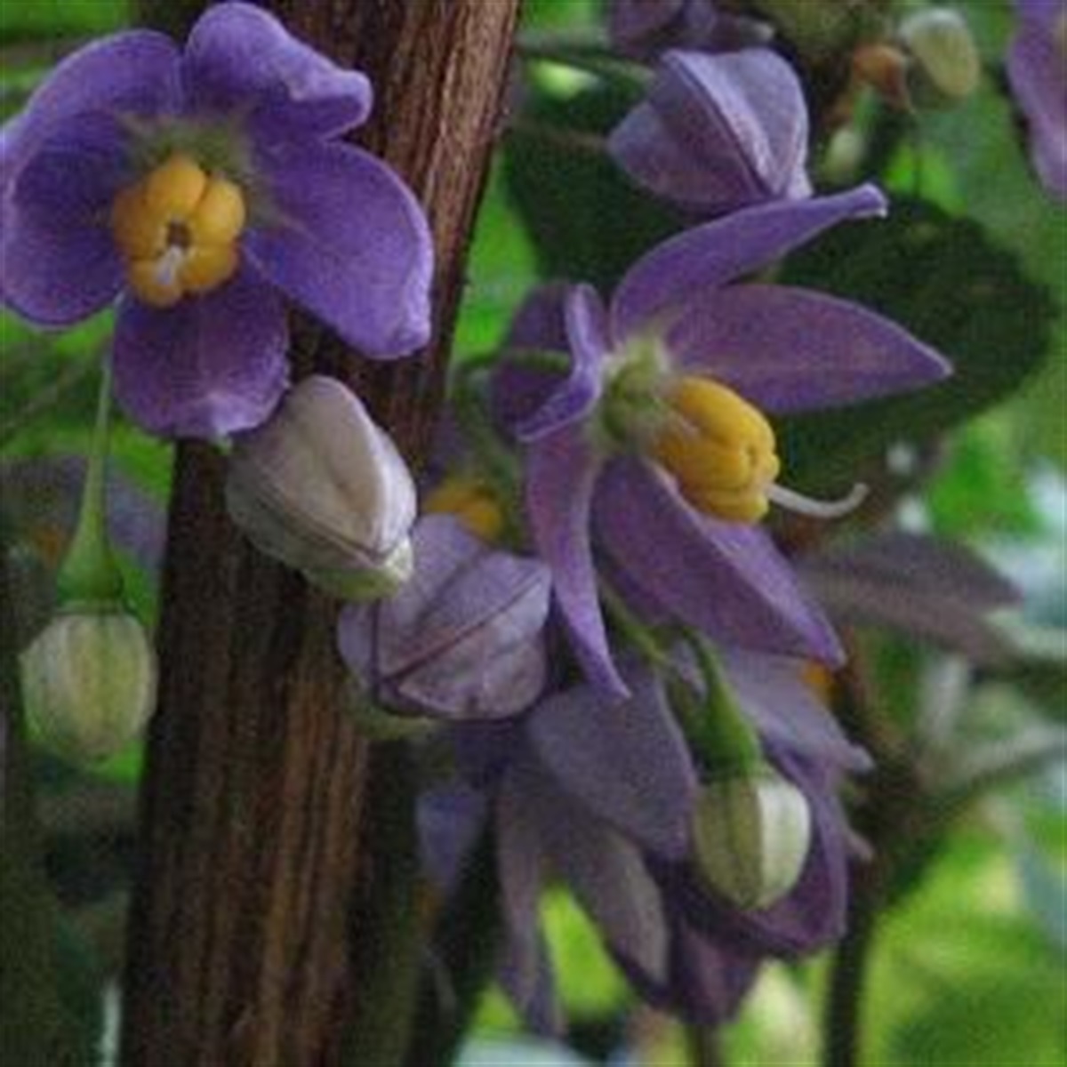 Brazilian Nightshade | Logan City Council