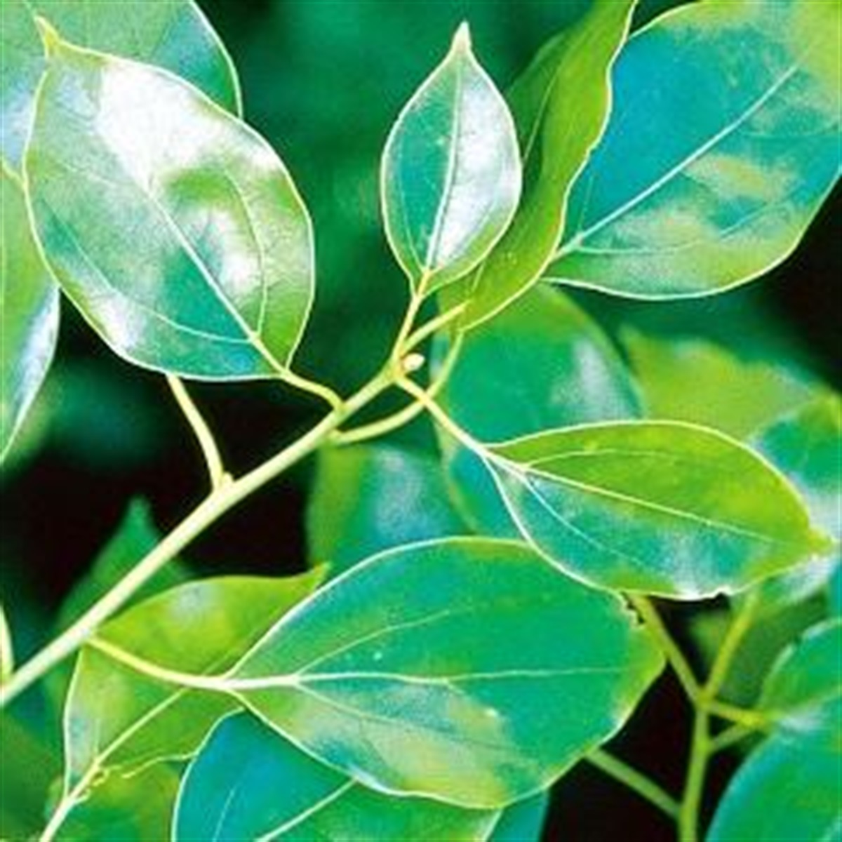 Camphor Laurel | Logan City Council