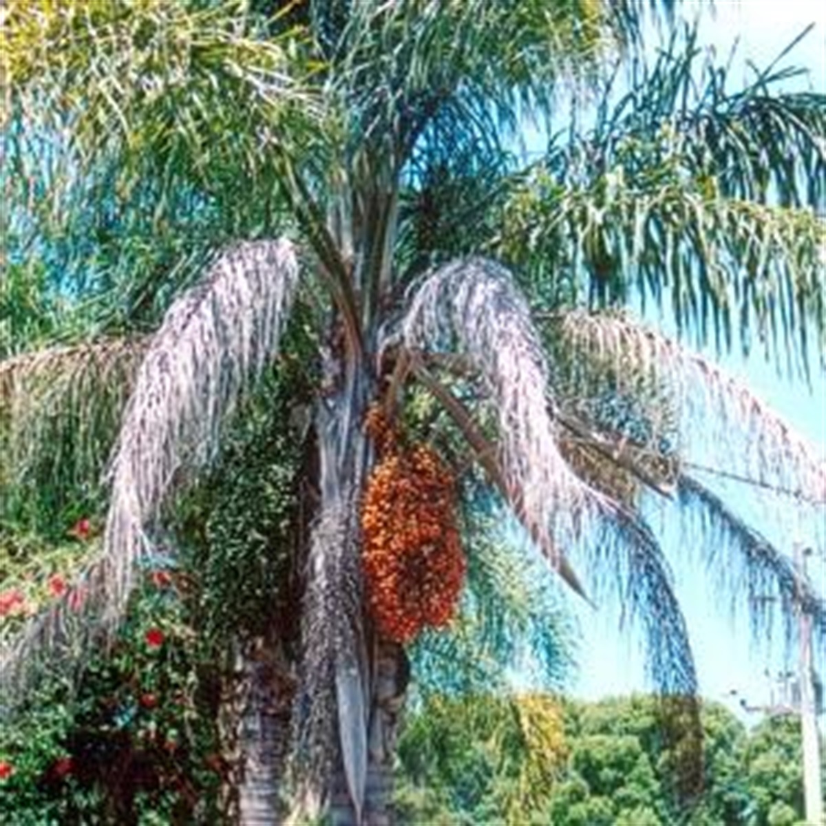 Cocos Palm | Logan City Council