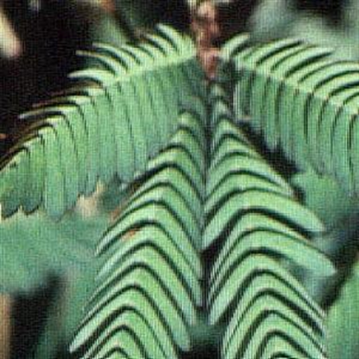 Common Sensitive Plant | Logan City Council