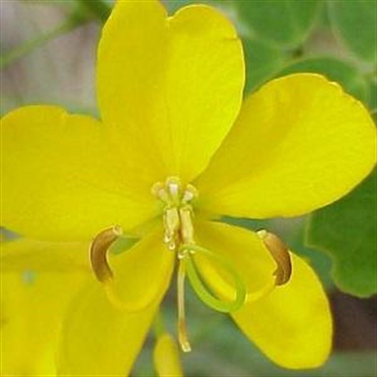 Easter Cassia | Logan City Council