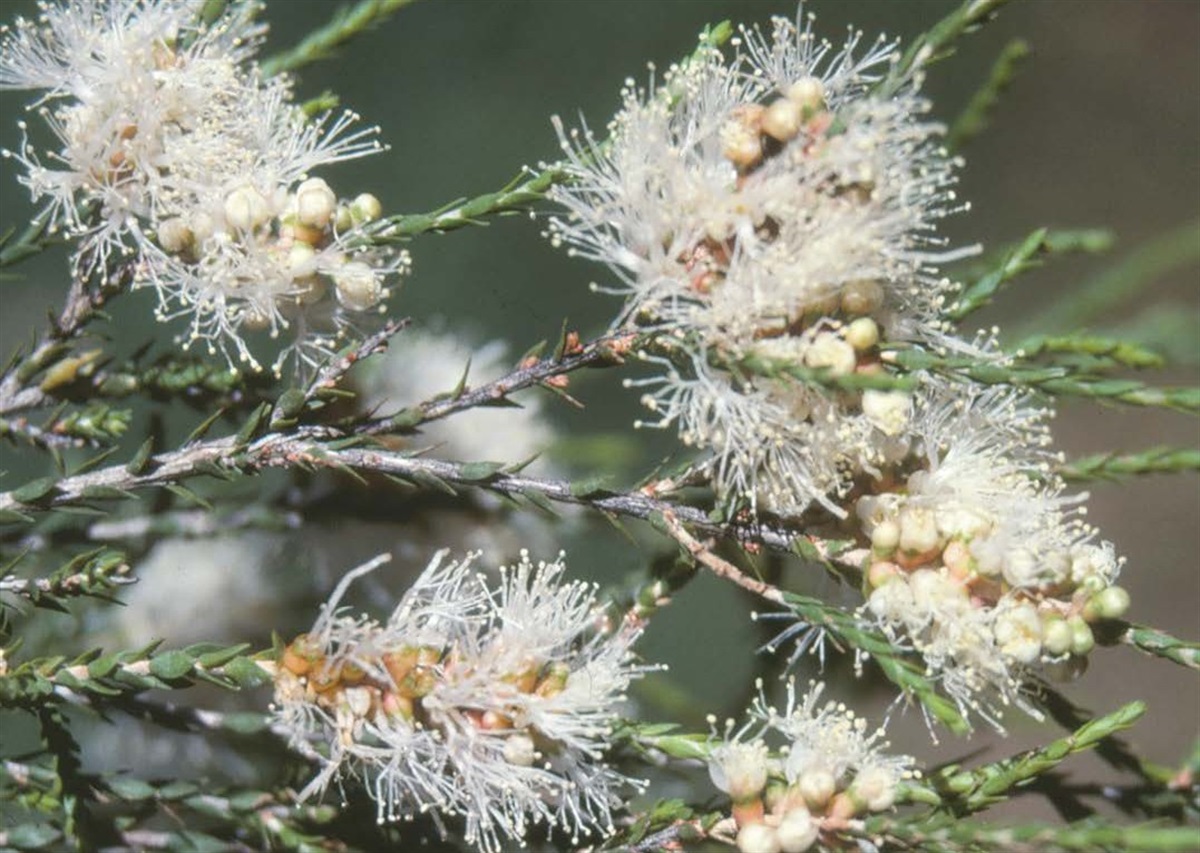 swamp tea tree 1 | Logan City Council