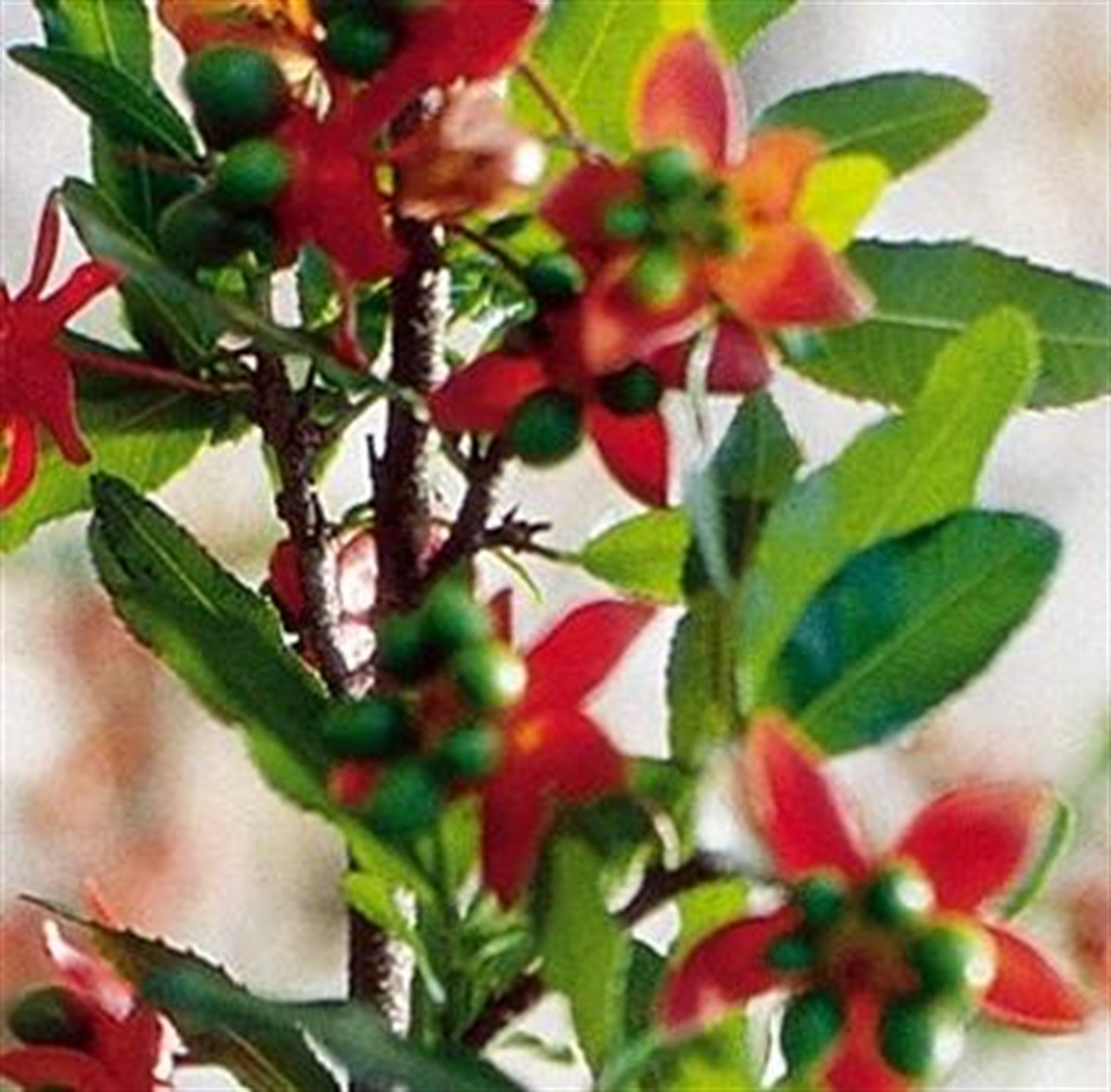 Ochna | Logan City Council