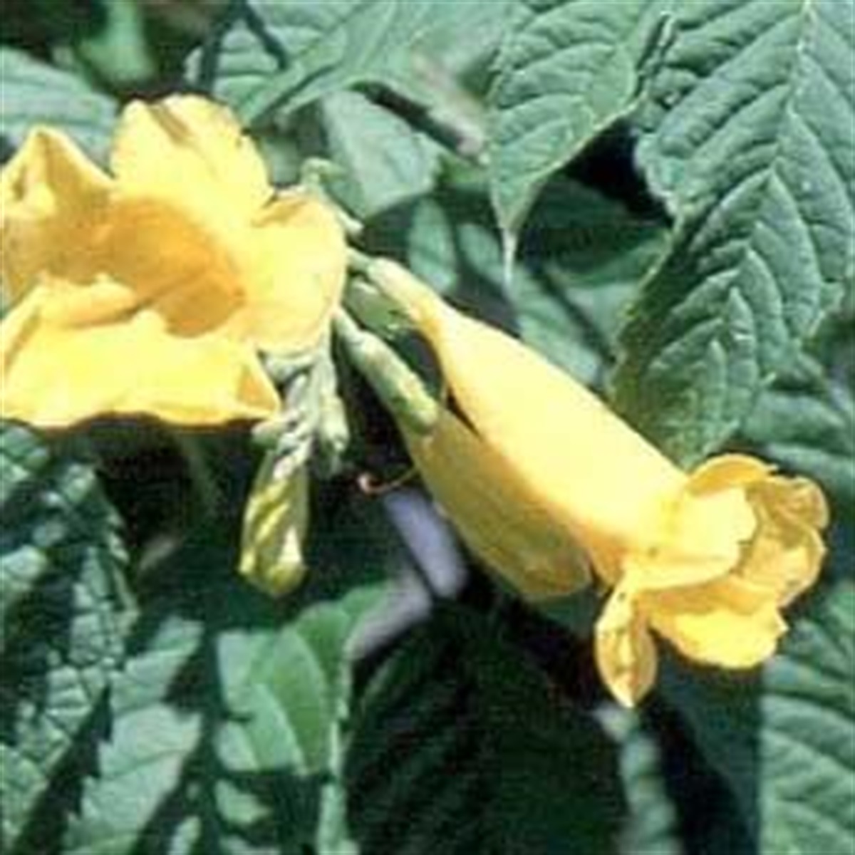 Yellow Bells | Logan City Council
